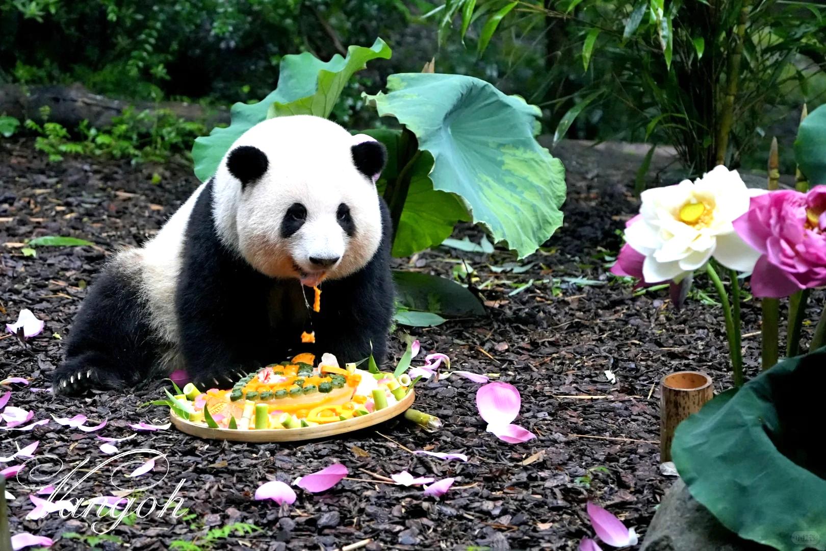 Must-See at Chengdu Panda Base: The Panda Superstar Hua Hua - China ...