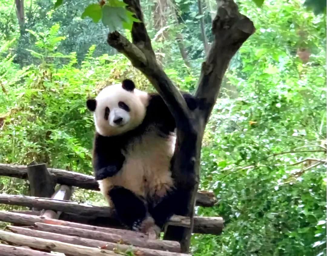 Must-See at Chengdu Panda Base: The Panda Superstar Hua Hua - China ...